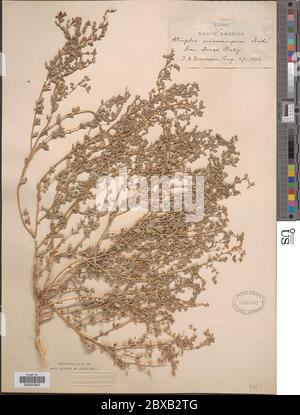 Atriplex pacifica A Nelson Atriplex pacifica A Nelson Stock Photo - Alamy