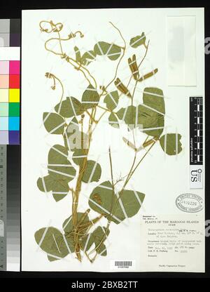 Calopogonium muconoides Desv Calopogonium muconoides Desv Stock Photo ...