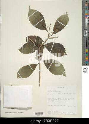 Cordia collococca L Stock Photo - Alamy