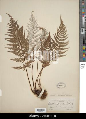 Pityrogramma calomelanos L Link Stock Photo - Alamy