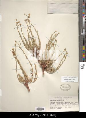 Menodora scabra A Gray Menodora scabra A Gray Stock Photo - Alamy