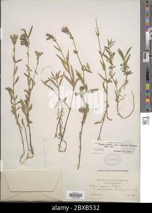Silene repens Patrin Silene repens Patrin Stock Photo - Alamy