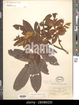 Inga vera subsp affinis DC TD Penn Stock Photo - Alamy