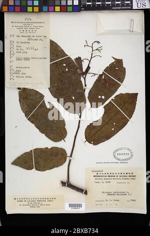 Microcos paniculata L Microcos paniculata L Stock Photo - Alamy