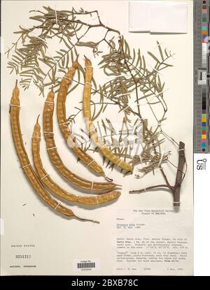 Prosopis alba Prosopis alba Stock Photo - Alamy