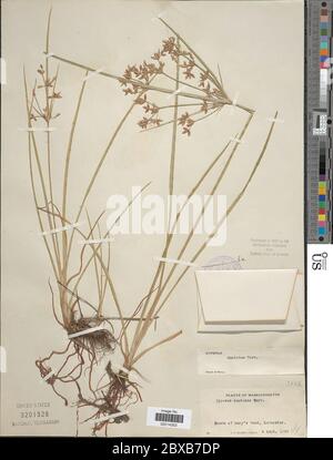 Cyperus dentatus Torr Cyperus dentatus Torr Stock Photo - Alamy