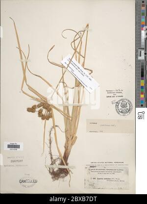 Cyperus croceus Vahl Cyperus croceus Vahl Stock Photo - Alamy