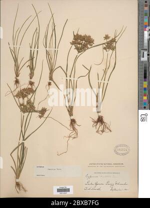 Cyperus dentatus Torr Cyperus dentatus Torr Stock Photo - Alamy