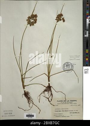 Cyperus dentatus Torr Cyperus dentatus Torr Stock Photo - Alamy