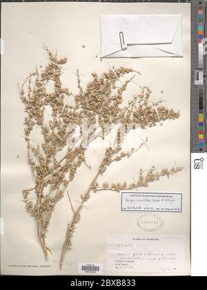 Atriplex sp Atriplex sp Stock Photo - Alamy