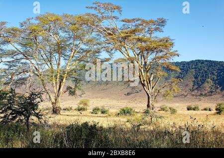 Fever trees, yellow bark, Vachellia xanthophloea, bark performs ...