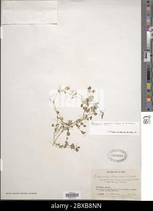 Drymaria villosa subsp palustris Cham Schltdl JA Duke Drymaria villosa ...