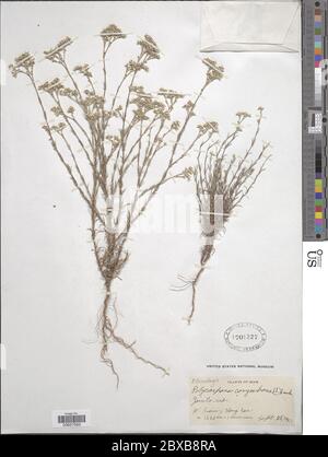 Polycarpaea corymbosa L Lam Stock Photo - Alamy