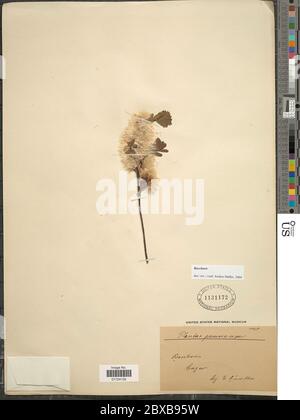 Baccharis sp Baccharis sp Stock Photo - Alamy