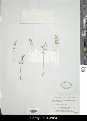 Cryptogramma stelleri SG Gmel Prantl Stock Photo - Alamy