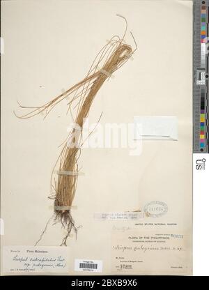 Trichophorum subcapitatum Thwaites Hook DA Simpson Trichophorum ...