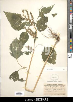 Iva xanthifolia Nutt Iva xanthifolia Nutt Stock Photo - Alamy