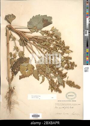 Iva xanthifolia Nutt Iva xanthifolia Nutt Stock Photo - Alamy