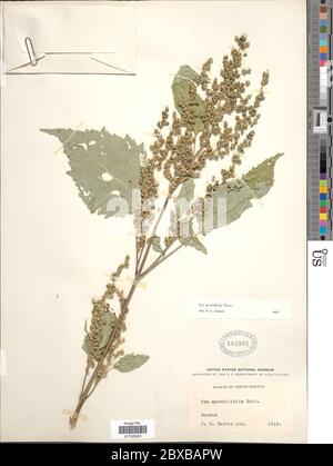 Iva xanthifolia Nutt Iva xanthifolia Nutt Stock Photo - Alamy