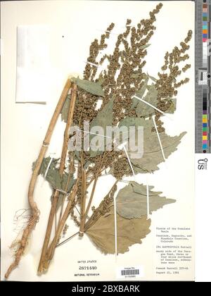 Iva xanthifolia Nutt Iva xanthifolia Nutt Stock Photo - Alamy
