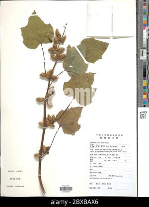 Xanthium sibiricum L Xanthium sibiricum L Stock Photo - Alamy