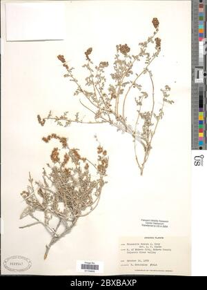 Franseria dumosa A Gray Stock Photo - Alamy