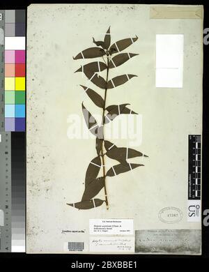 Kadua acuminata Cham Schltdl Kadua acuminata Cham Schltdl Stock Photo ...