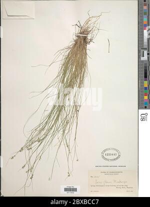 Carex howei Carex howei Stock Photo - Alamy