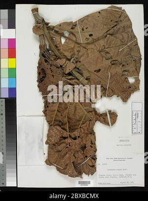 Coccoloba rugosa Desf Coccoloba rugosa Desf Stock Photo - Alamy