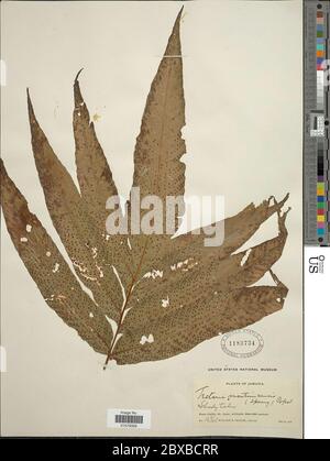 Tectaria incisa Cav Tectaria incisa Cav Stock Photo - Alamy