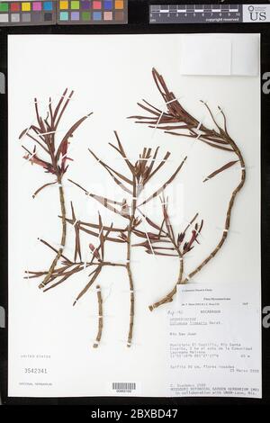 Columnea linearis Oerst Columnea linearis Oerst Stock Photo - Alamy