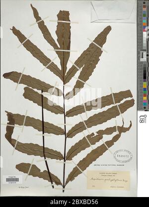 Tectaria sp Tectaria sp Stock Photo - Alamy