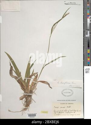 Carex laxiflora Lam Carex laxiflora Lam Stock Photo - Alamy