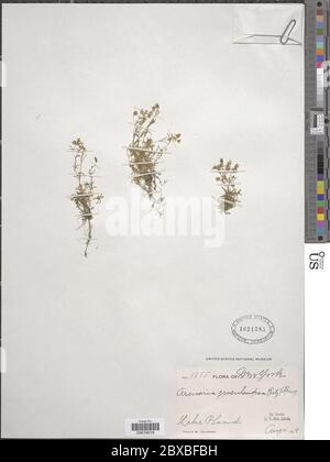 Minuartia groenlandica Minuartia groenlandica Stock Photo - Alamy
