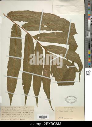 Tectaria incisa Cav Tectaria incisa Cav Stock Photo - Alamy