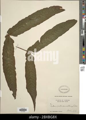 Tectaria incisa Cav Tectaria incisa Cav Stock Photo - Alamy