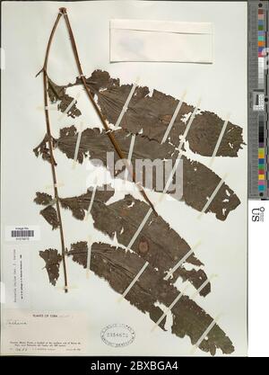 Tectaria incisa Cav Tectaria incisa Cav Stock Photo - Alamy