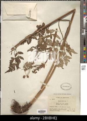 Ligusticum sp Ligusticum sp Stock Photo - Alamy