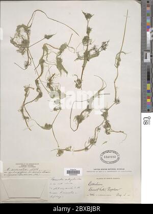 Ranunculus subrigidus Drew Ranunculus subrigidus Drew Stock Photo - Alamy