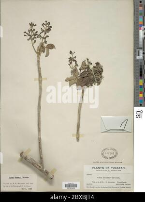 Vitex gaumeri Greenm Vitex gaumeri Greenm Stock Photo - Alamy