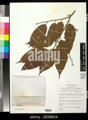 Microcos sp Microcos sp Stock Photo - Alamy