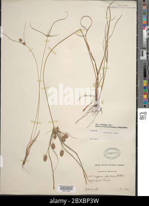 Cyperus retrorsus Chapm Cyperus retrorsus Chapm Stock Photo - Alamy
