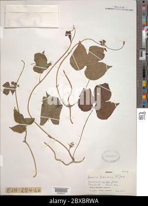 Ipomoea hederacea - ivy leaved morning glory or Kaladana is a flowering ...