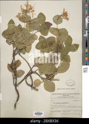 Garden honeysuckle (Lonicera caprifolium Stock Photo - Alamy