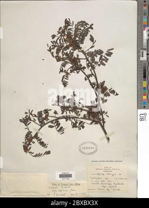 Indigofera arrecta Hochst ex A Rich Stock Photo - Alamy