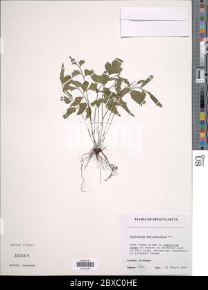 Asplenium macrophyllum Sw Asplenium macrophyllum Sw Stock Photo - Alamy