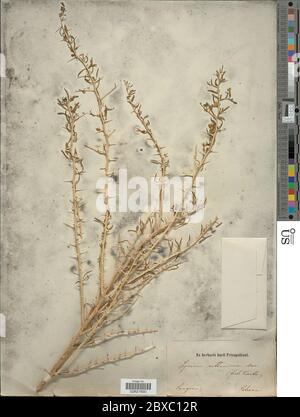 Dry Lycium ruthenicum Stock Photo - Alamy