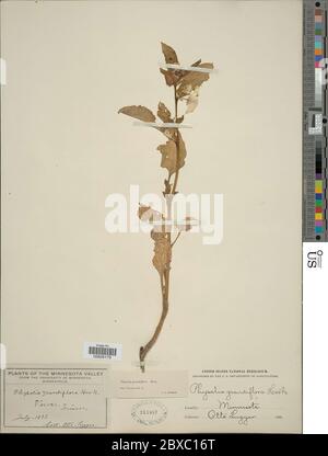 Leucophysalis grandiflora Hook Rydb Stock Photo - Alamy