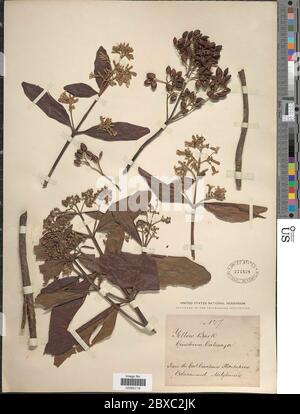 Cinchona calisaya Wedd Stock Photo - Alamy