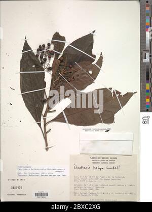 Parathesis melanosticta Schltdl Hemsl Parathesis melanosticta Schltdl ...